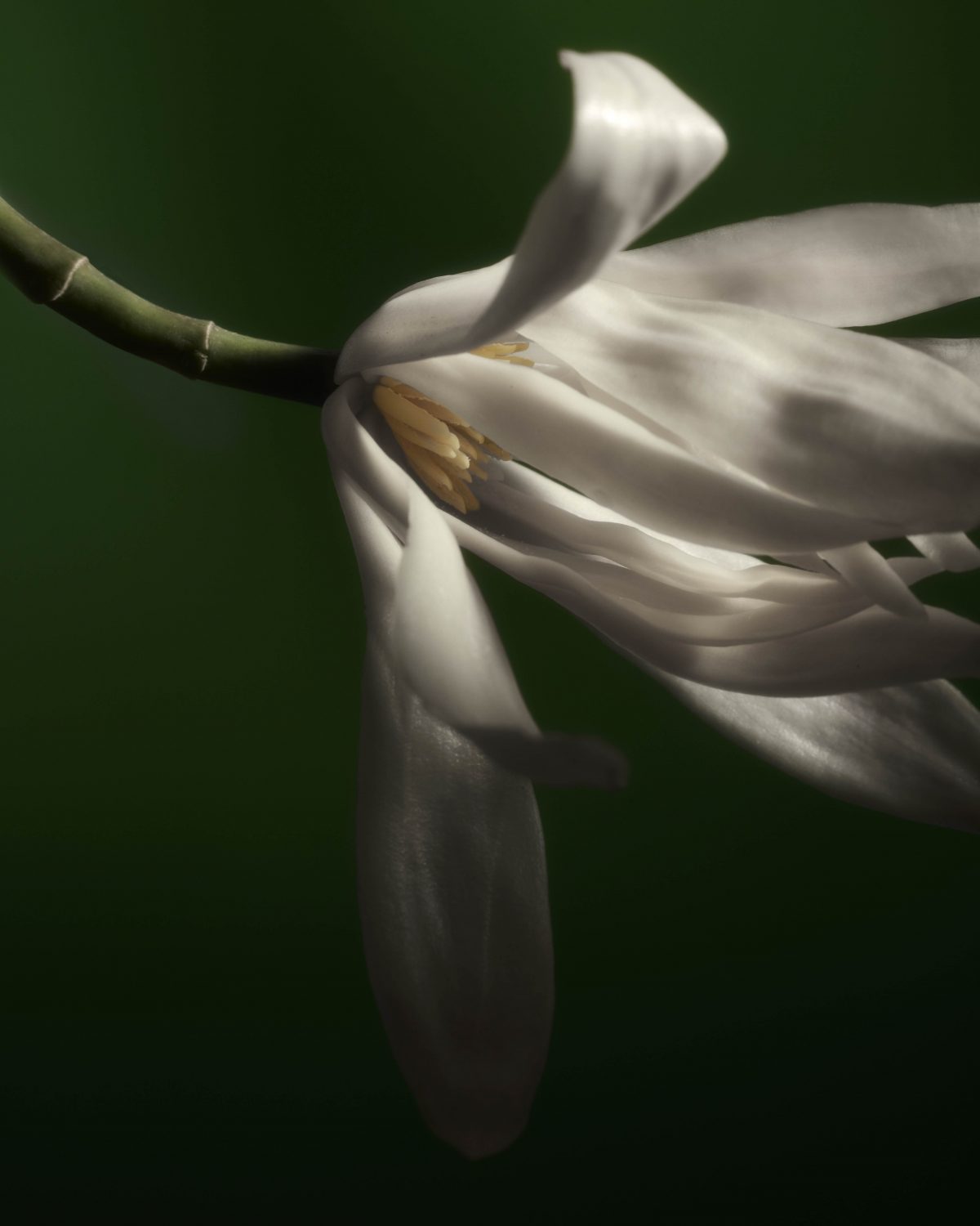 Awakening Serum - PAÑPURI