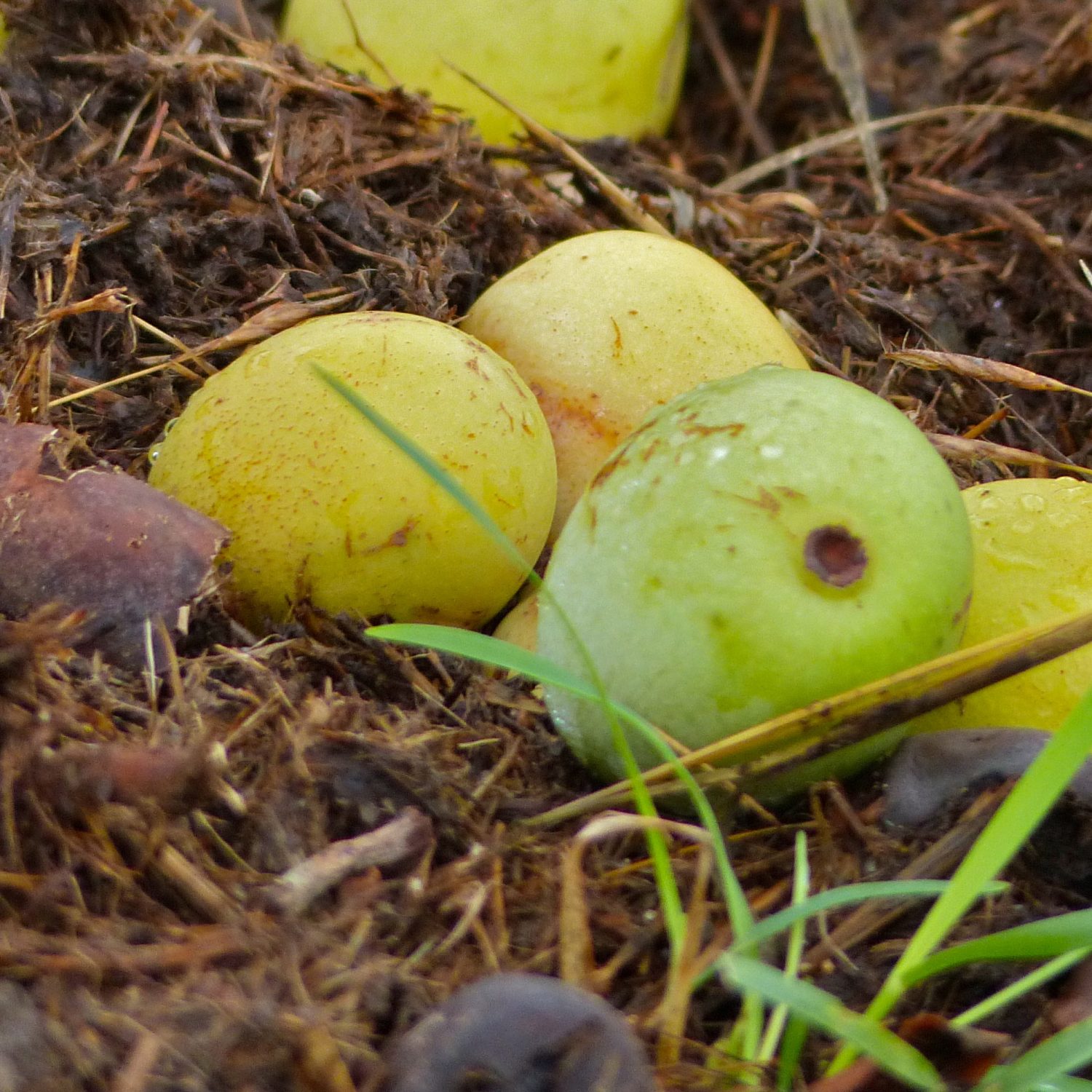 Illuminating Face Oil - PAÑPURI