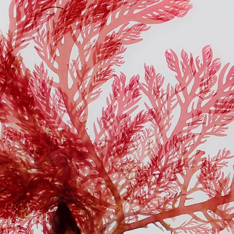 อะเวคเคนนิ่ง เซรั่ม - PAÑPURI