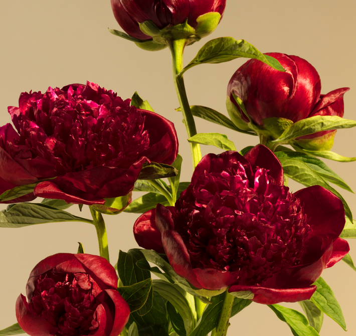 PAÑPURI First - PAÑPURI